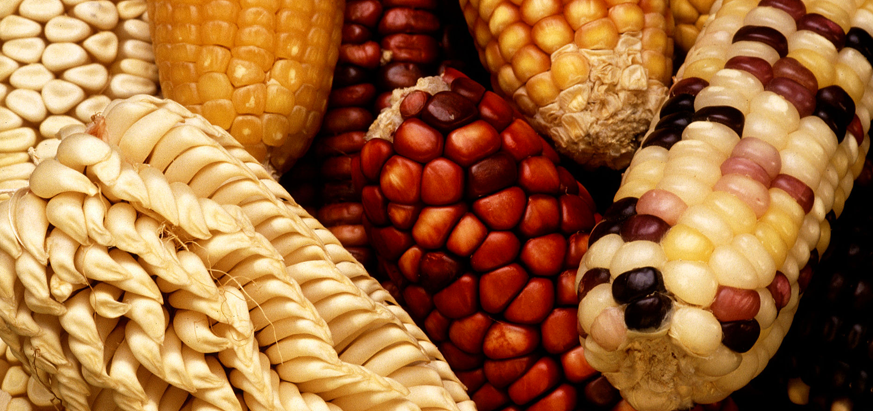 Genetically Modified Plants: History, Use and Risk Analysis - Event ...